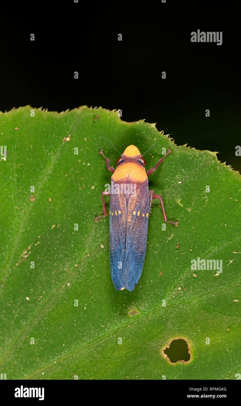 Bug homoptera resting on leaf hi-res stock photography and images - Alamy