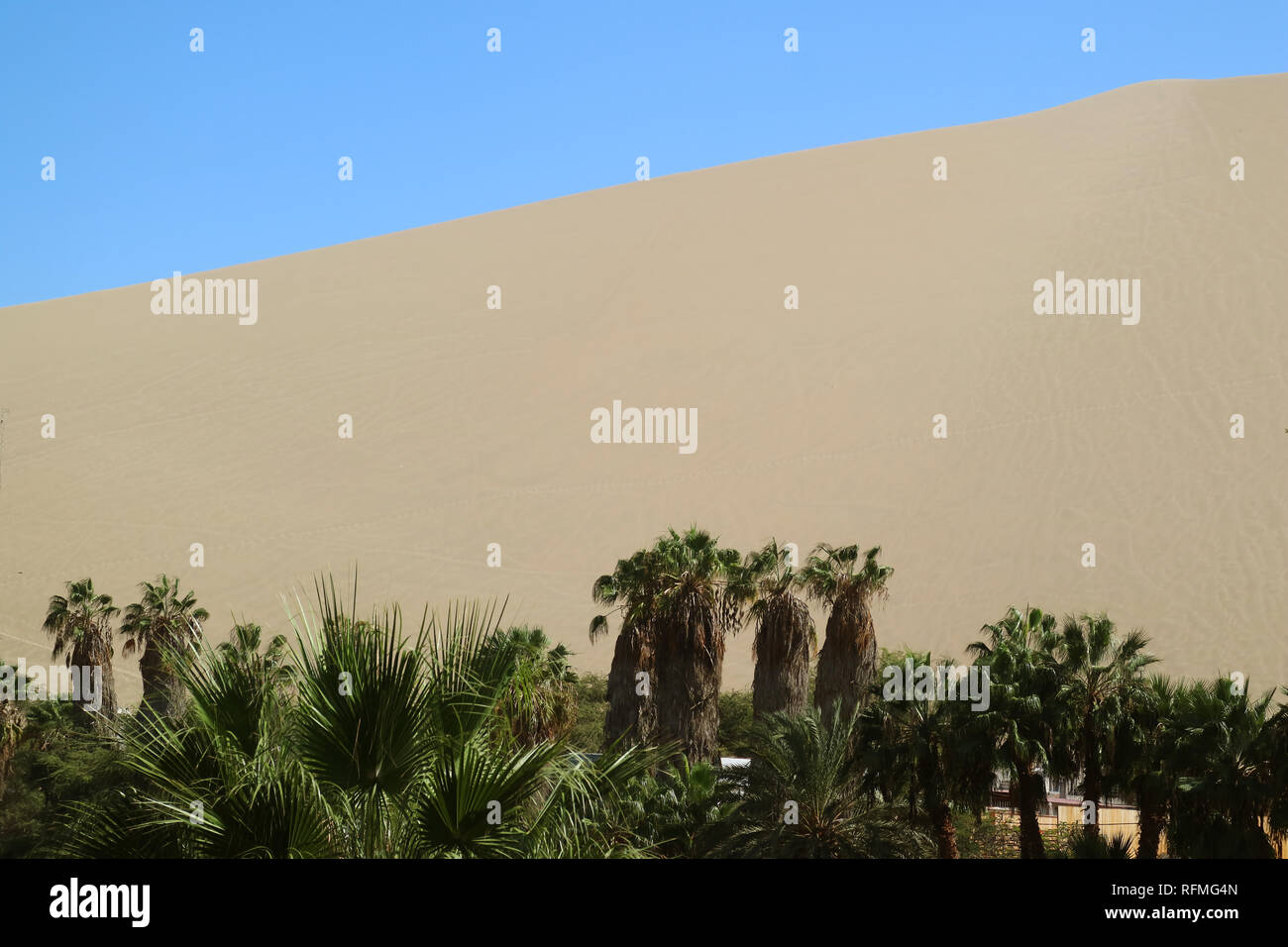 Palm trees on the shore of oasis lagoon against the sand dunes of ...