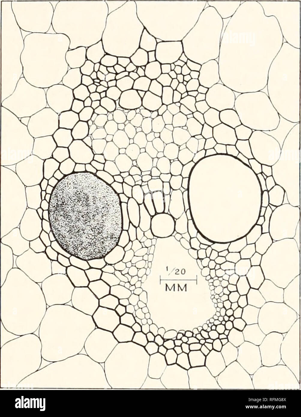 Corn kernel section hi-res stock photography and images - Alamy