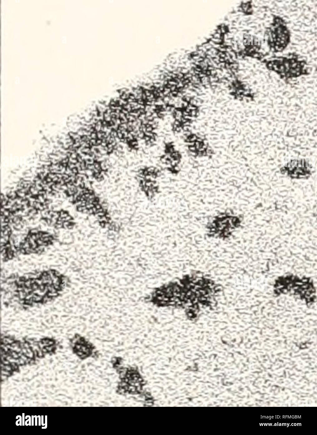 Tem bacteria layer hi-res stock photography and images - Alamy