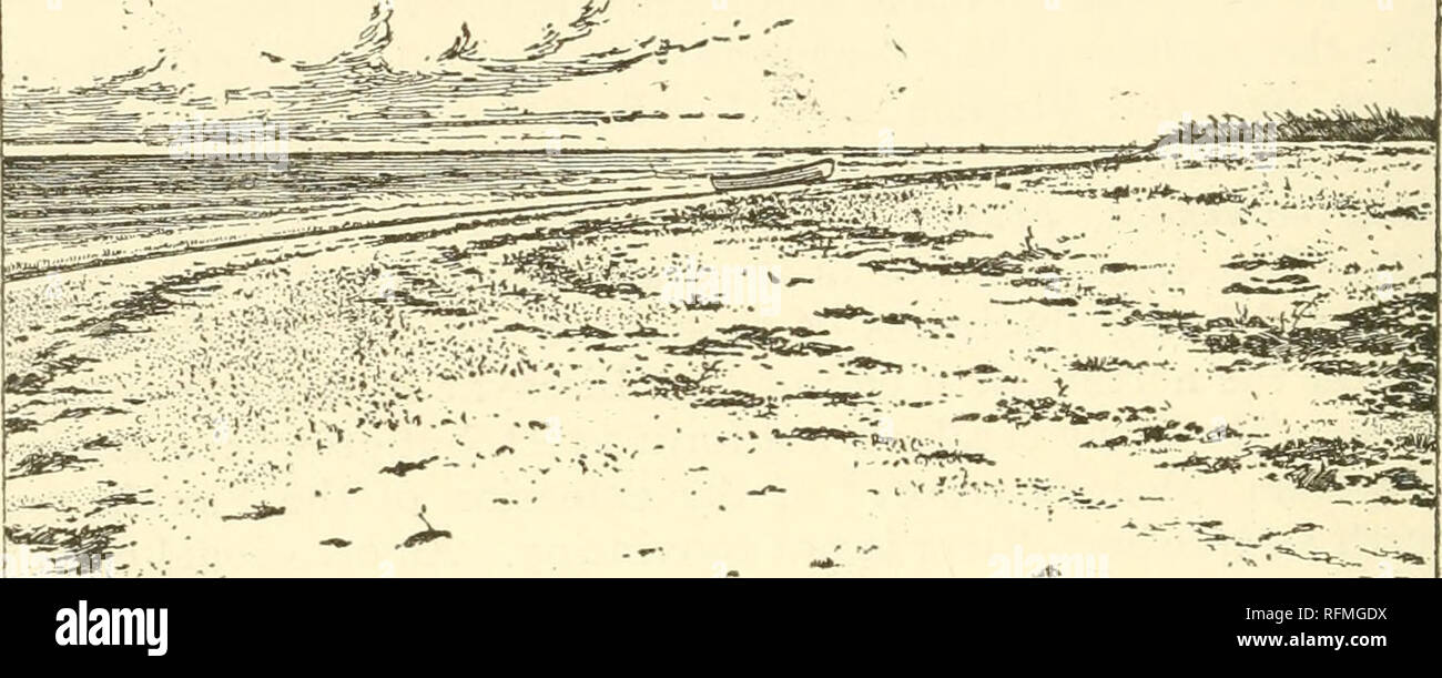 . Carnegie Institution of Washington publication. 110 Papers from the ...