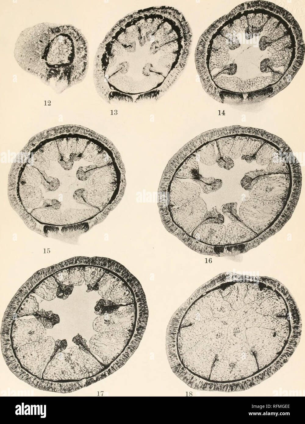 Actinian hi-res stock photography and images - Alamy