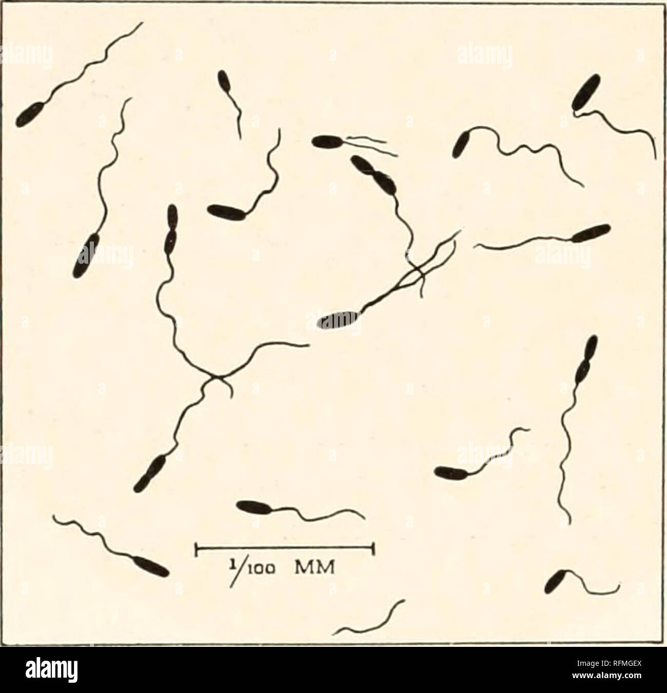 Colonies of bacteria on agar plates hi-res stock photography and images ...