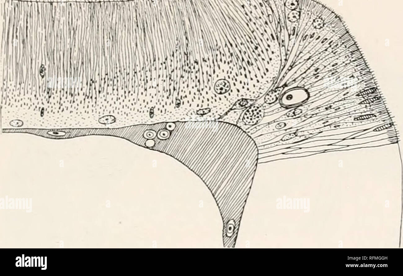 Actinian hi-res stock photography and images - Alamy