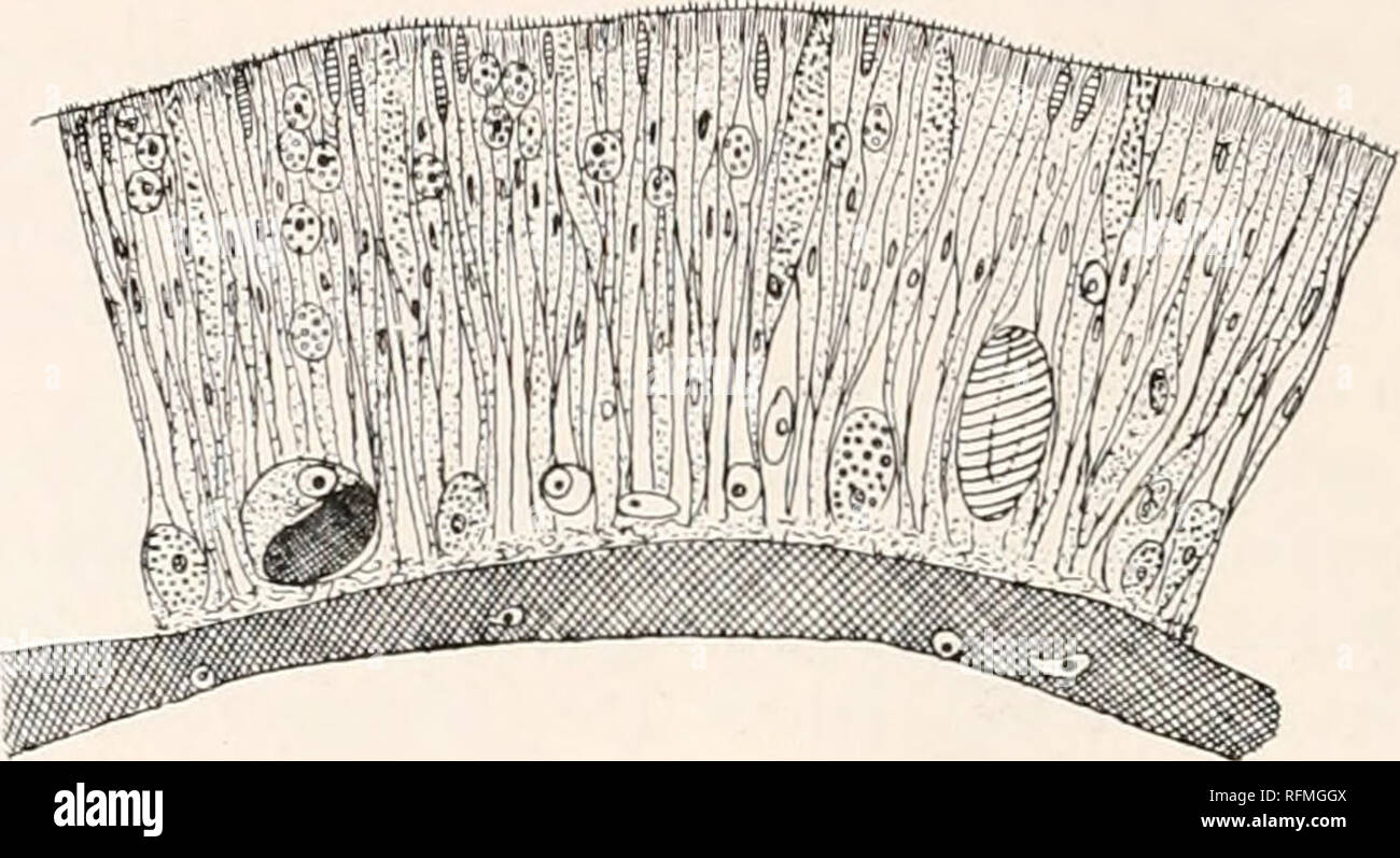 Elongated fusiform hi-res stock photography and images - Alamy