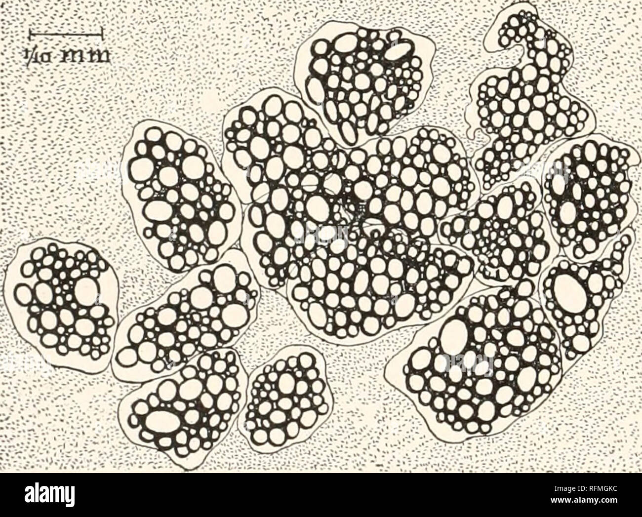 Bacterial Cell Lysis