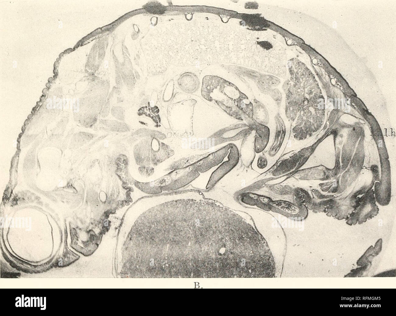 Illustrations loggerhead hi-res stock photography and images - Alamy