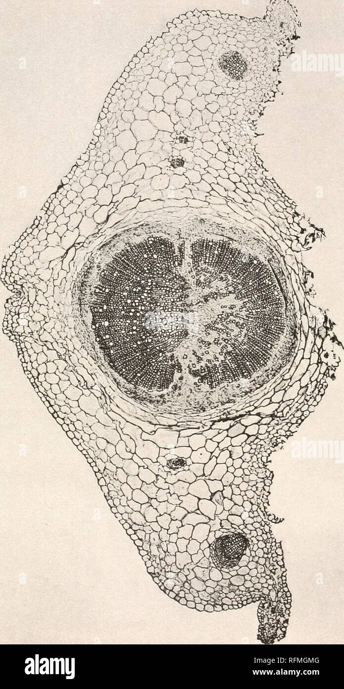 Cross section of a leaf petiole hi-res stock photography and images - Alamy