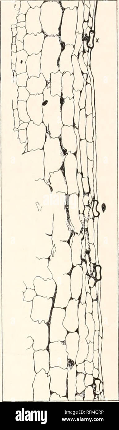 Bacterial soft rot hi-res stock photography and images - Alamy