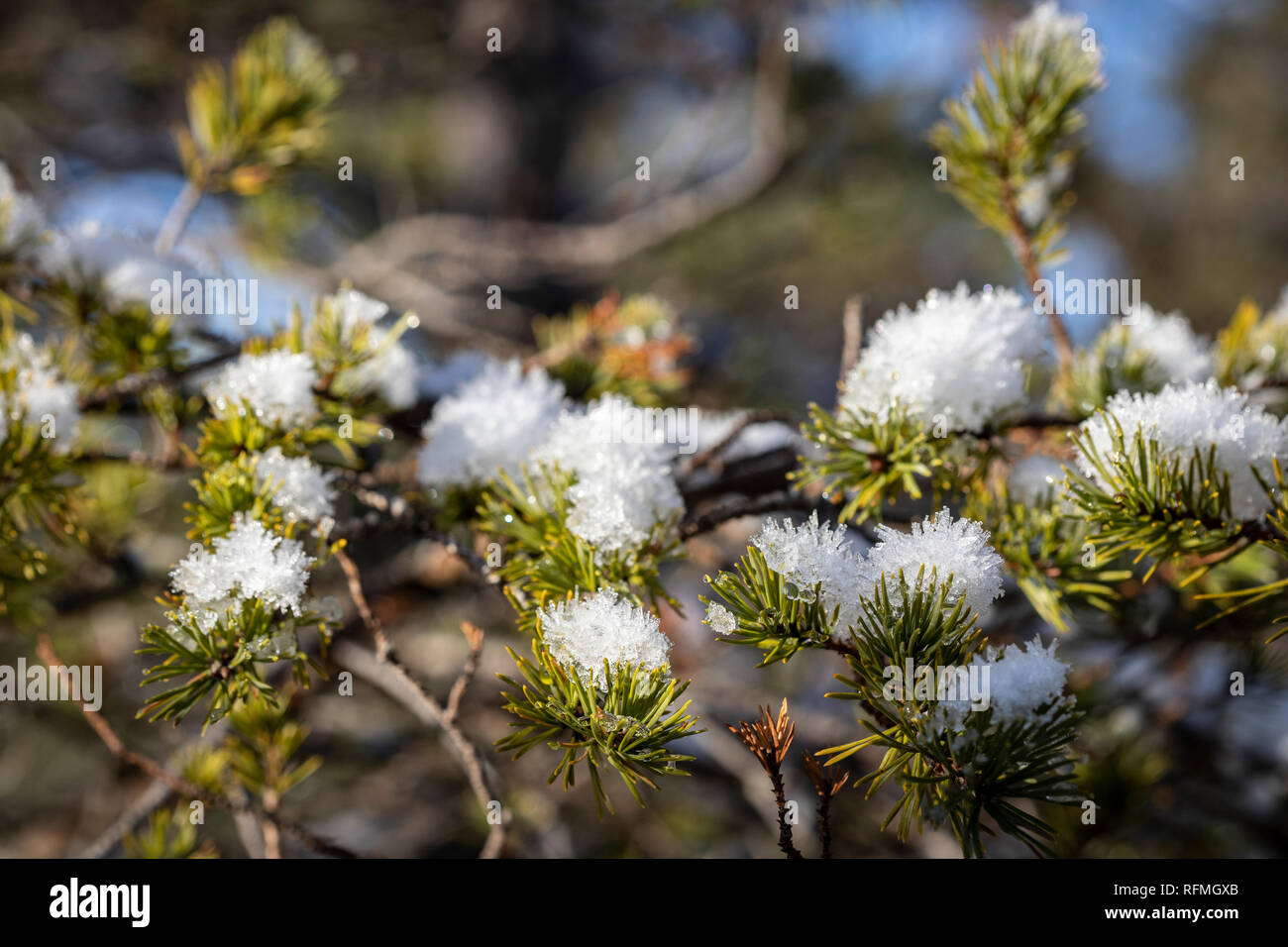 Scots pine snow scotland hi-res stock photography and images - Alamy