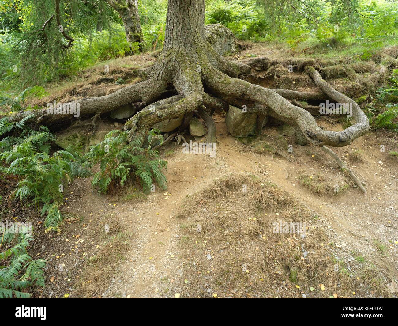 Exposed tree roots in woodland near the Pistyll Rhaeadr Waterfall Stock ...