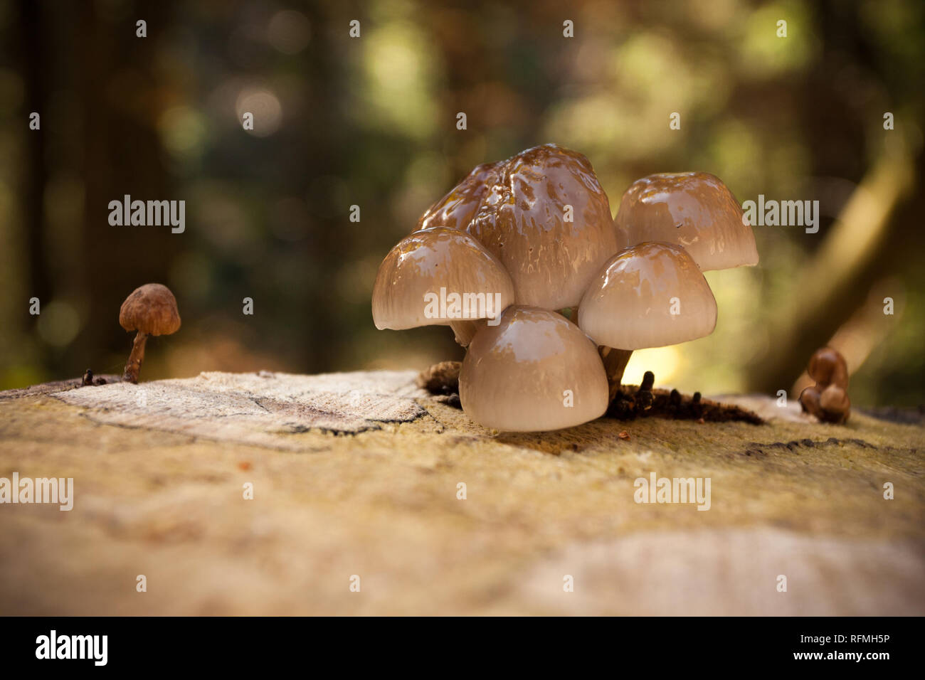 Non edible hi-res stock photography and images - Alamy