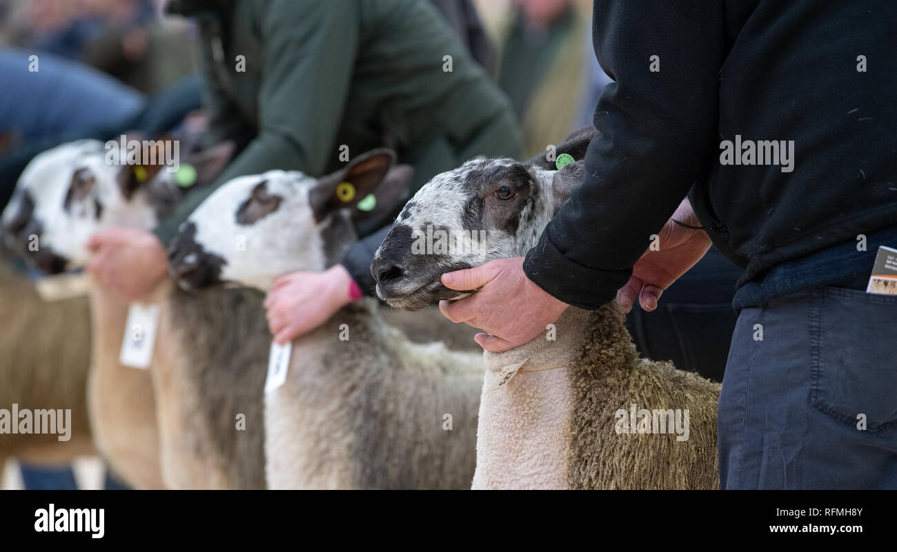 Showing Blue Faced Leicester sheep at a sale, Cumbria, UK Stock Photo ...
