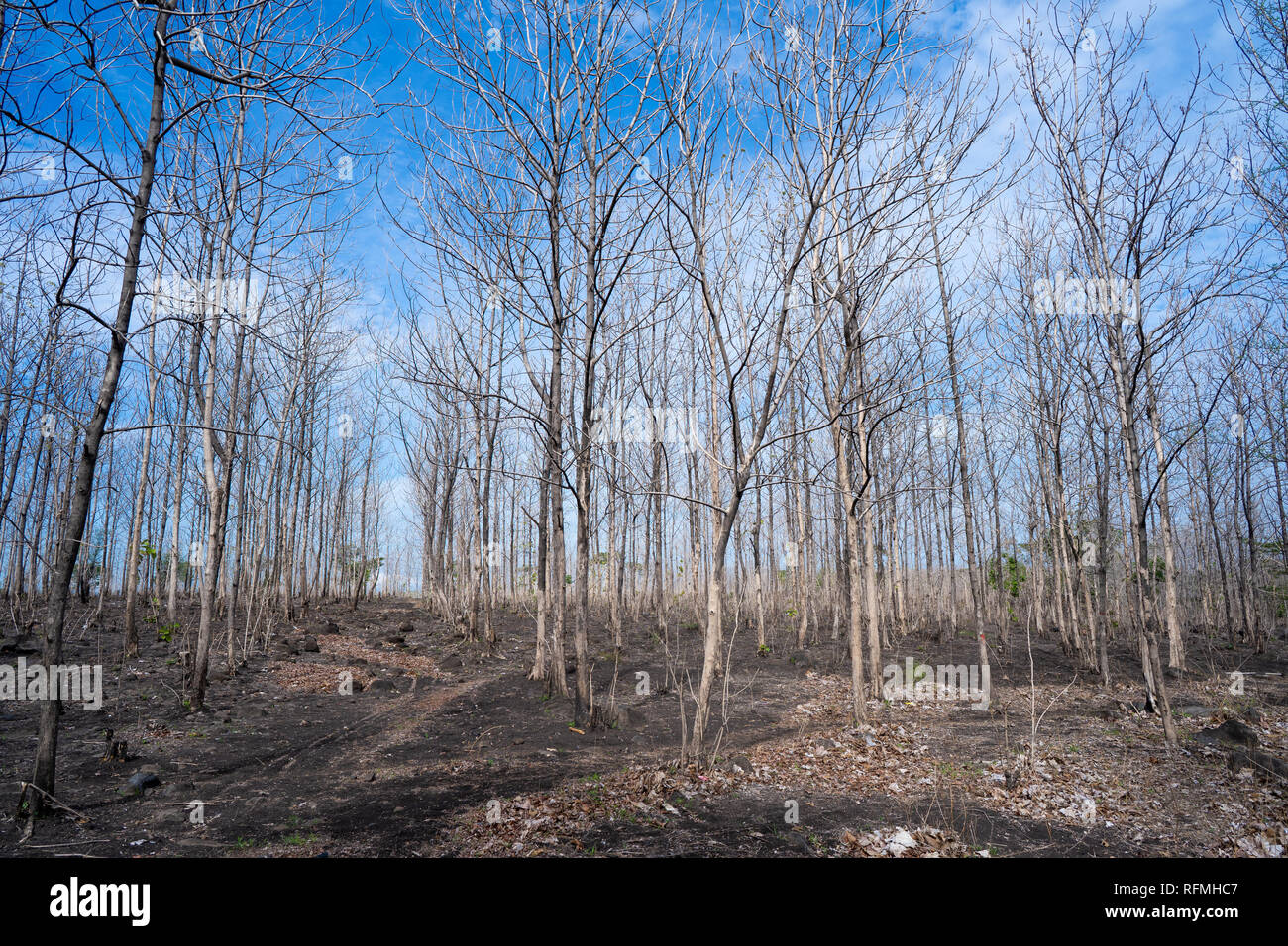 Dry trees in forrest hi-res stock photography and images - Alamy