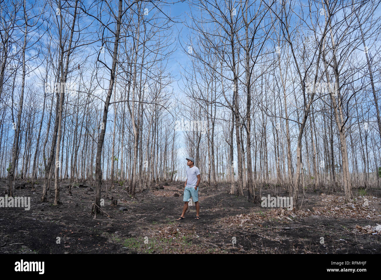 male standing in the forest with leafless trees Stock Photo - Alamy
