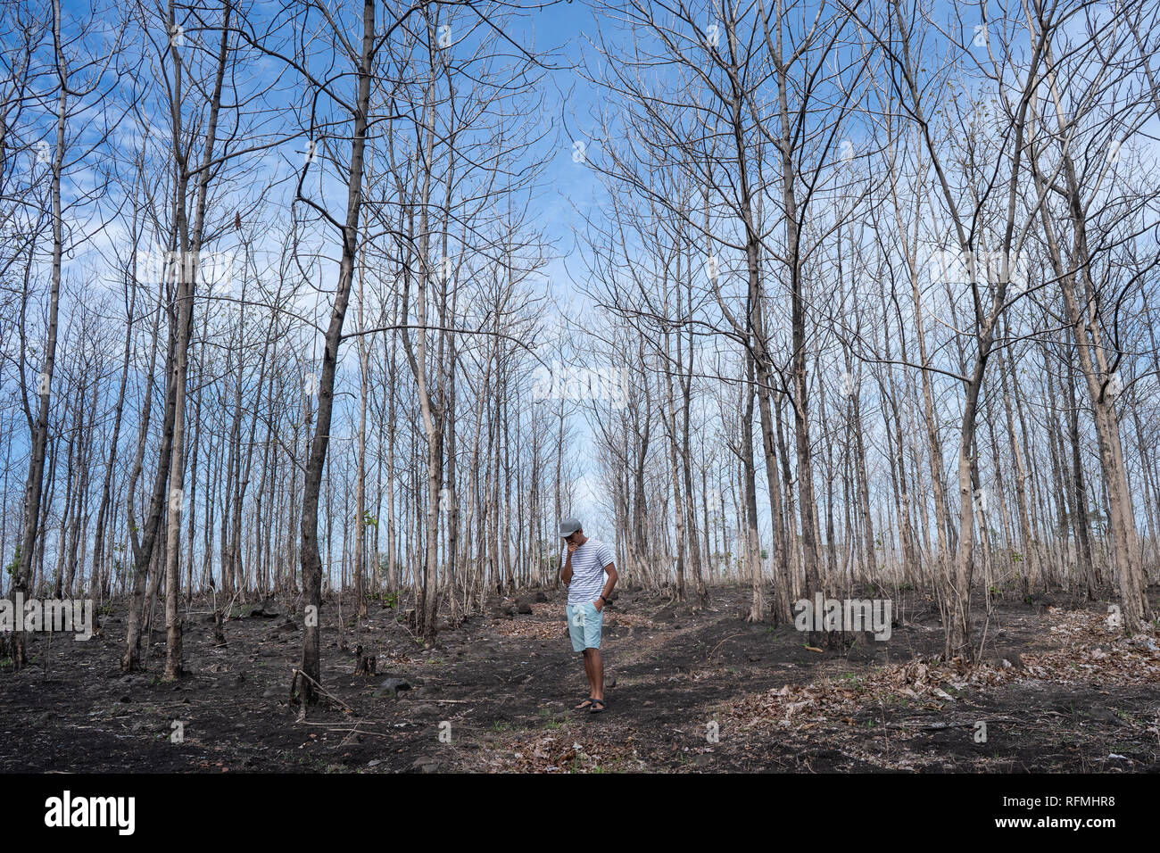 man walking in the wood with leafless tree Stock Photo - Alamy