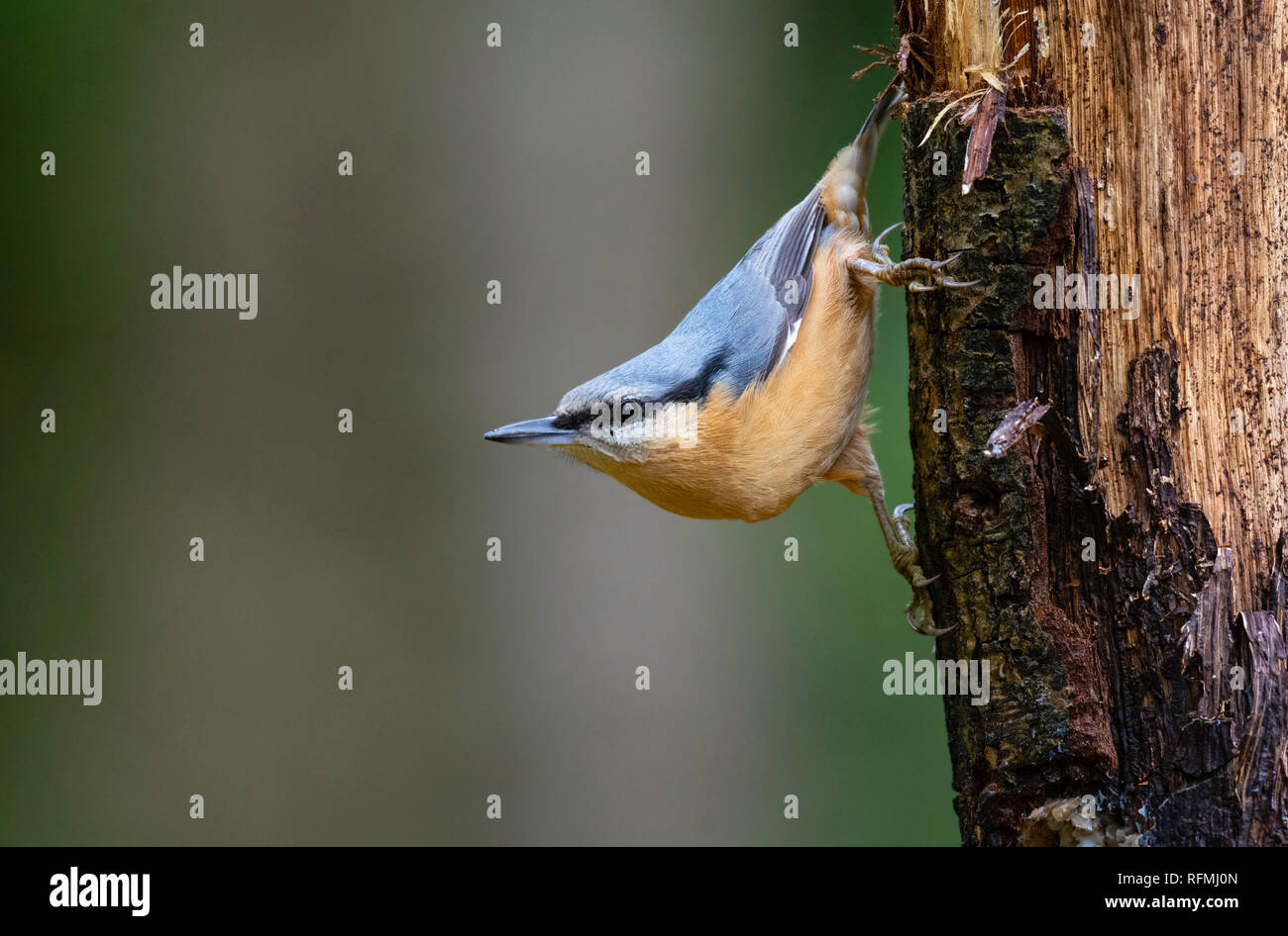 Cute nuthatch hi-res stock photography and images - Alamy