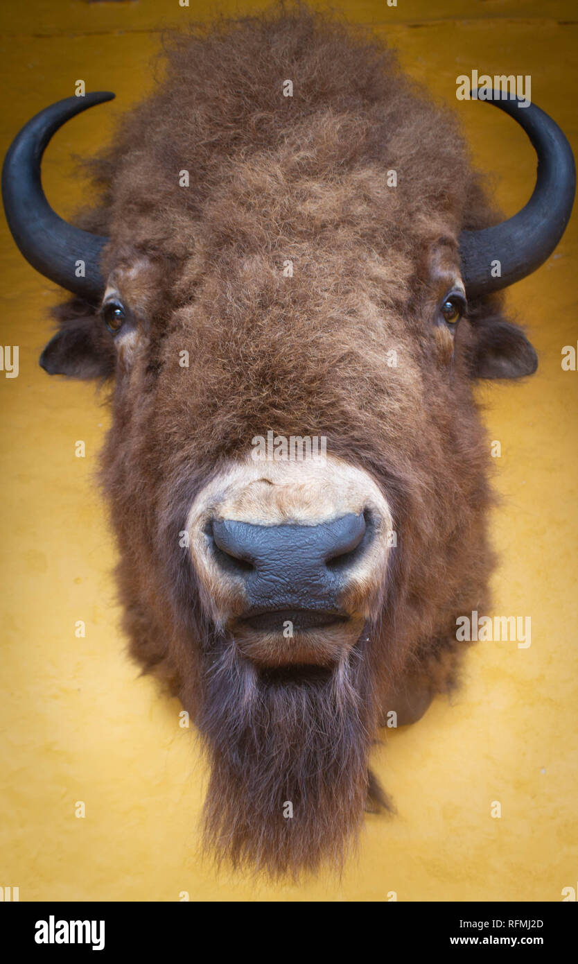 Bison bull head hi-res stock photography and images - Alamy
