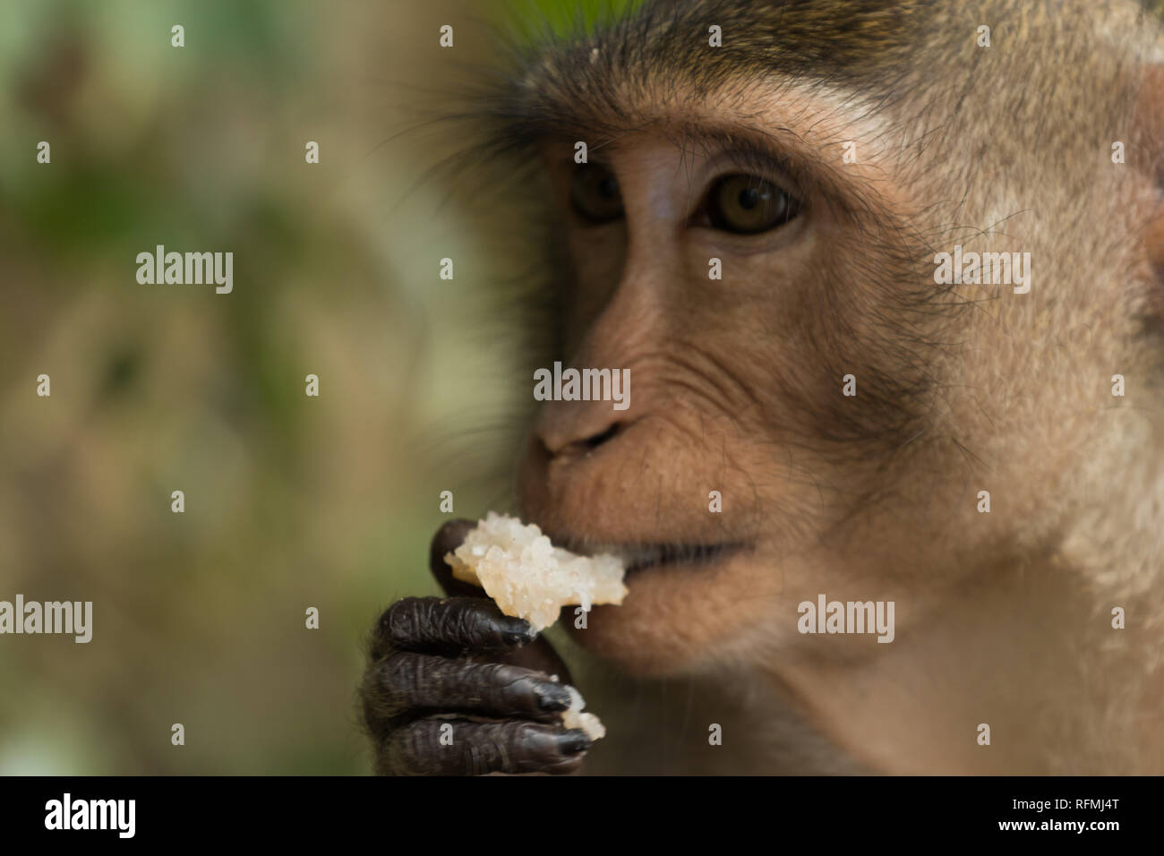 Close-up portrait of a wild macaque monkey eating at the Angkor Wat ...