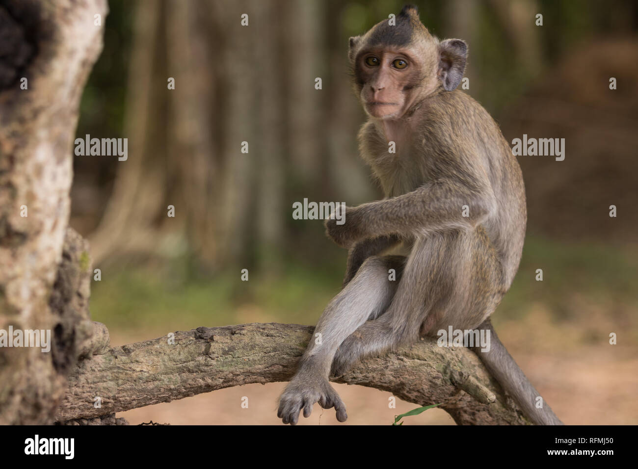 Macaque monkey on the Angkor Wat temple grounds in Cambodia sitting on ...