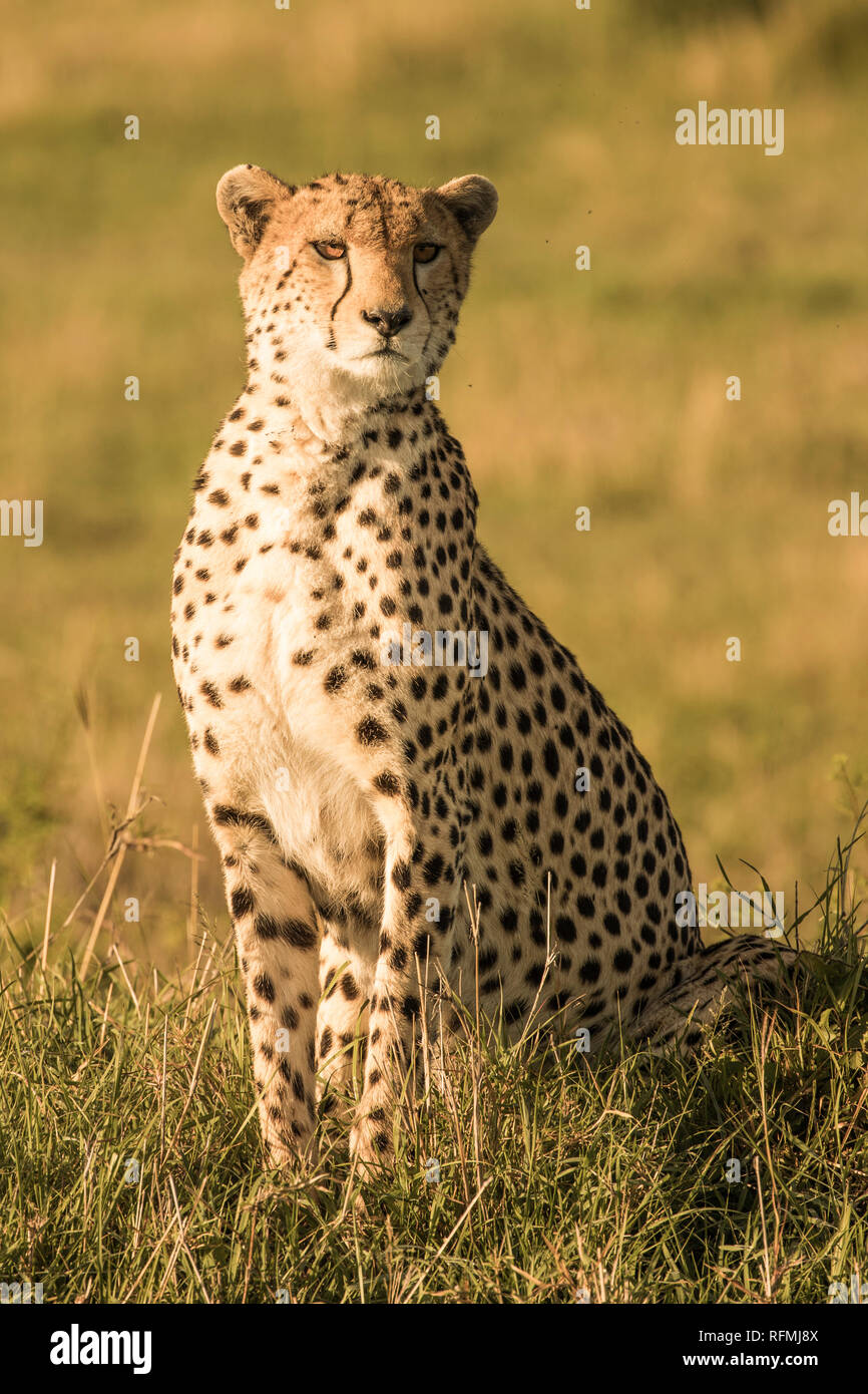 Cheetah sitting in the morning sun Stock Photo - Alamy