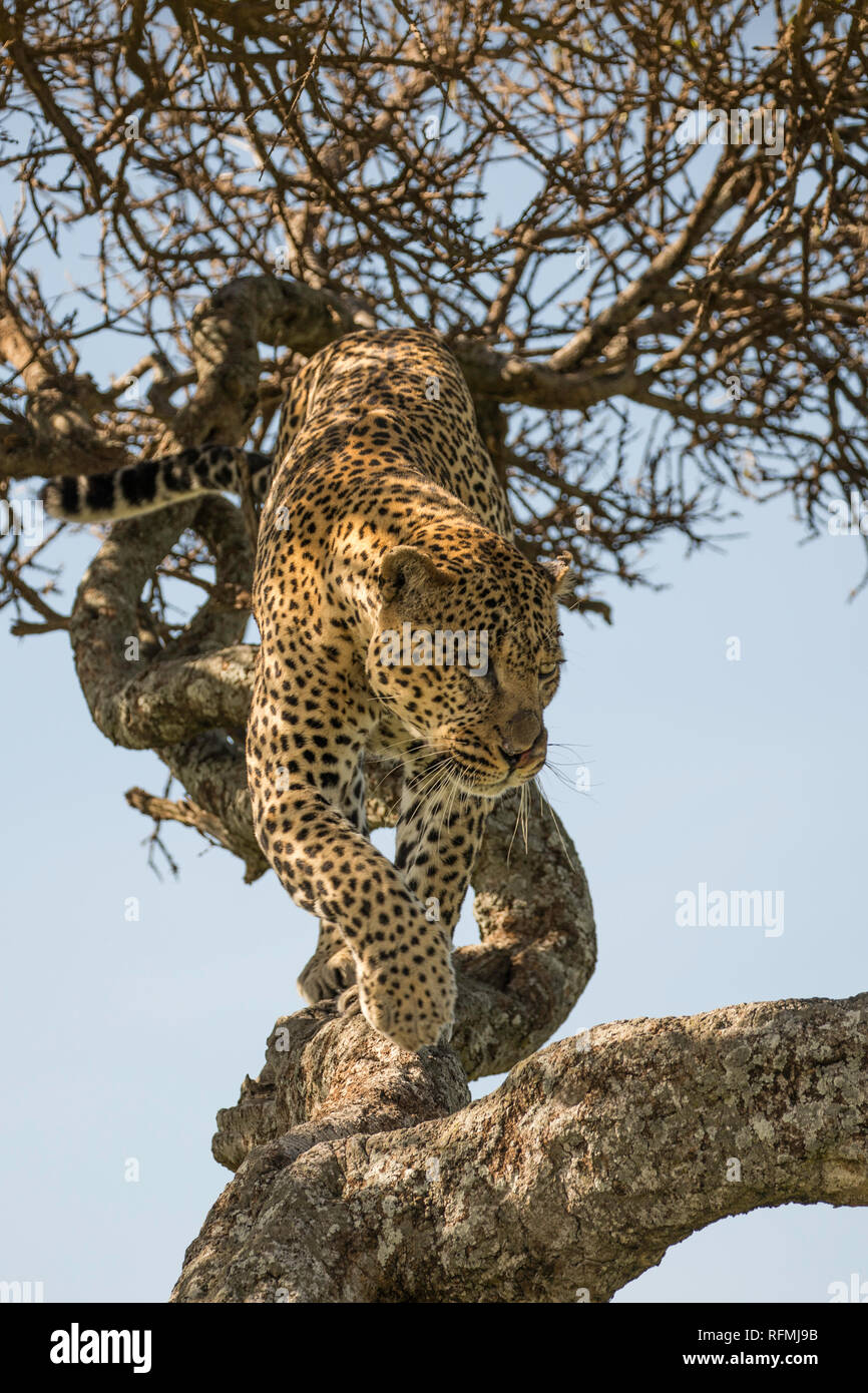 Leopard in tree hi-res stock photography and images - Alamy