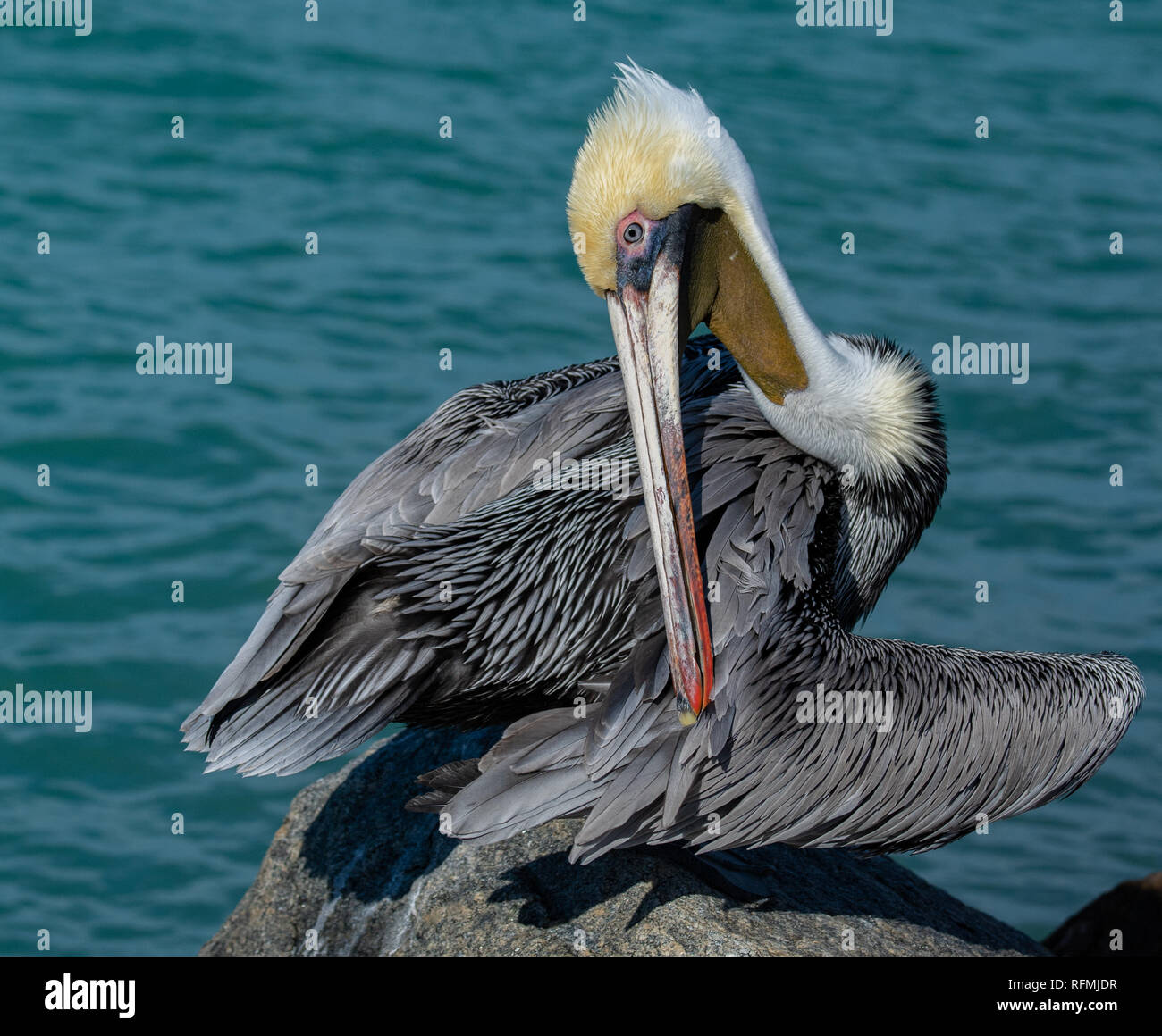 Pelican in Florida Stock Photo - Alamy