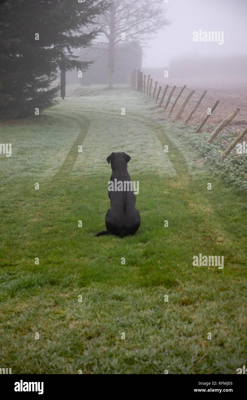 Black Labrador cross Rhodesian Ridgeback dog waiting for masters ...