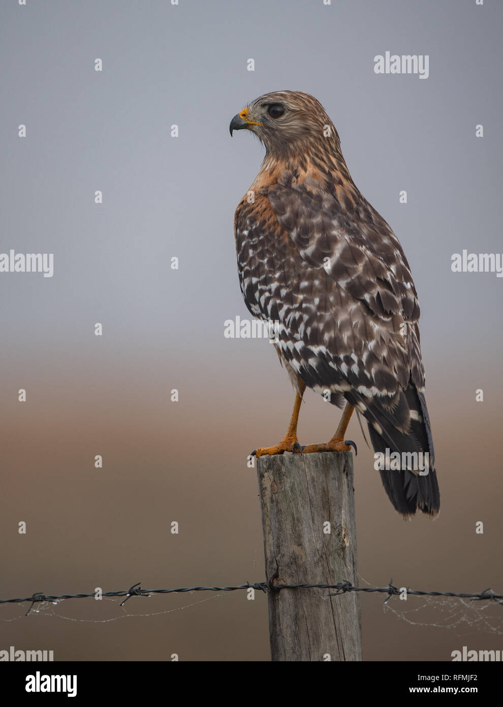Red Shouldered Hawk Stock Photo - Alamy