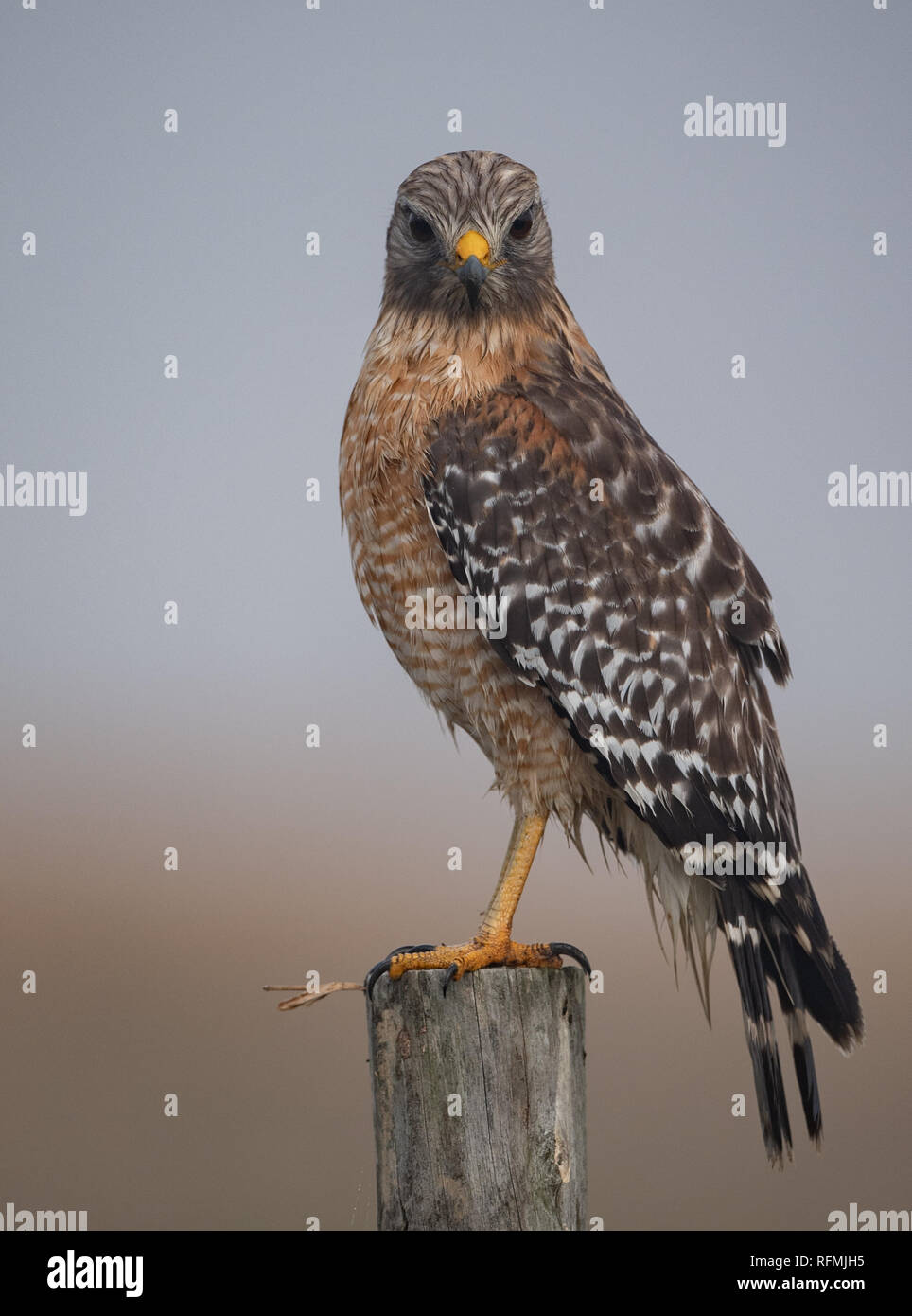 Red Shouldered Hawk Stock Photo - Alamy