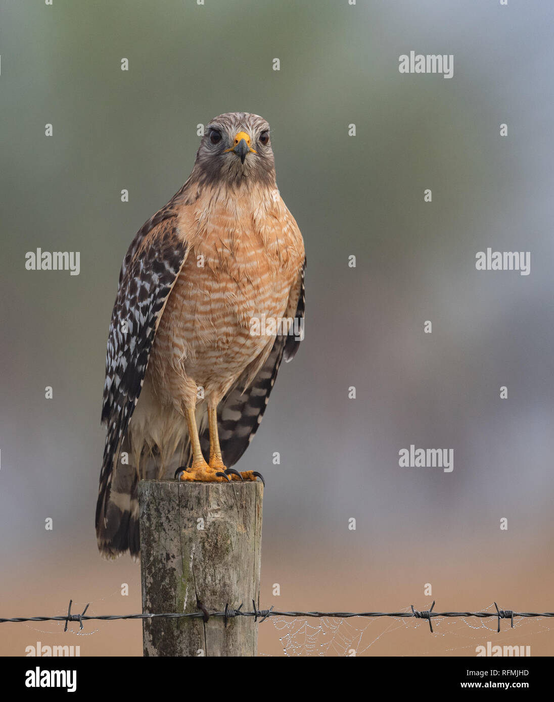 Red Shouldered Hawk Stock Photo - Alamy