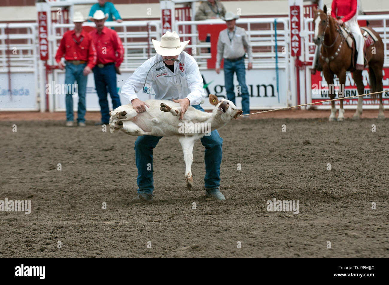 Cowboy and calf in tie-down roping race at Calgary Stampede, Calgary ...