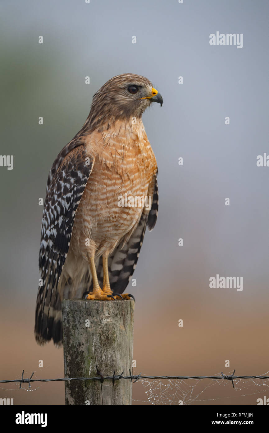 Red Shouldered Hawk Stock Photo - Alamy