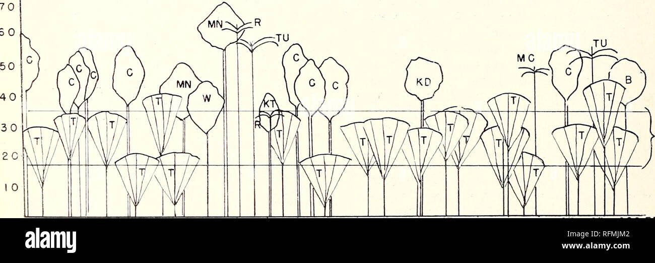 O Edulis High Resolution Stock Photography and Images - Alamy