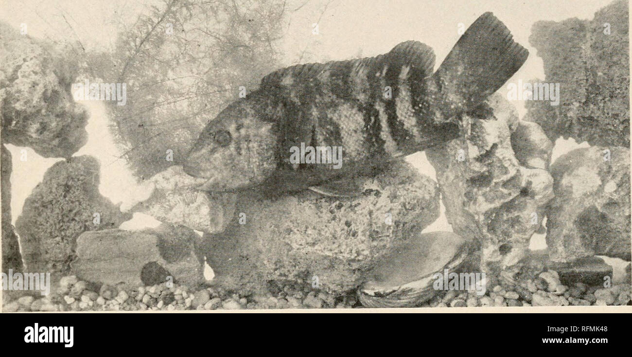 Blackfish tautog fish hi-res stock photography and images - Alamy