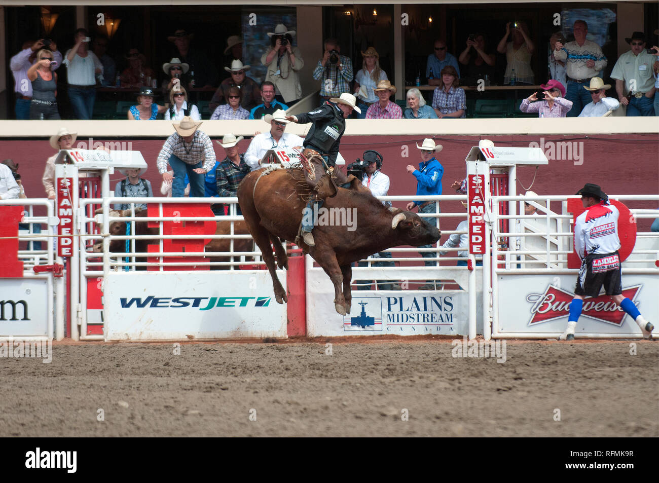 Bull riding rodeo alberta canada hi-res stock photography and images ...