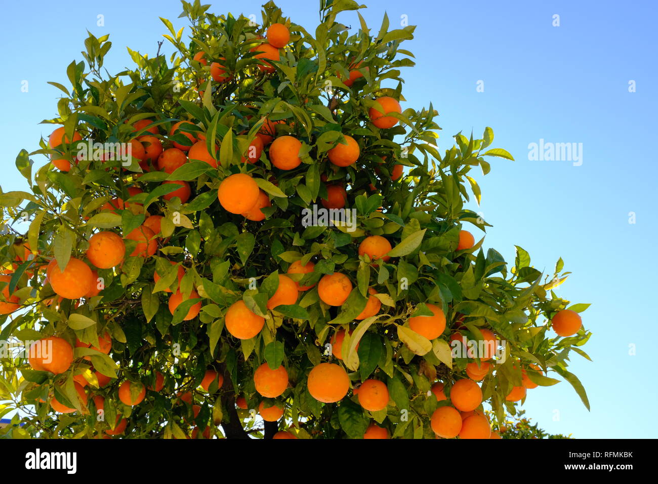 Seville orange blossom hi-res stock photography and images - Alamy