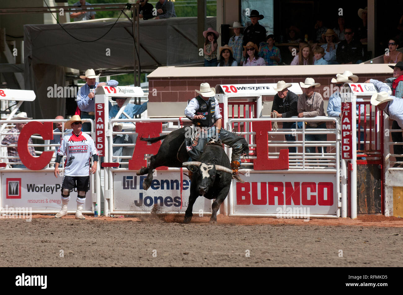 Bull riding at Calgary Stampede, Calgary, Alberta, Canada Stock Photo ...