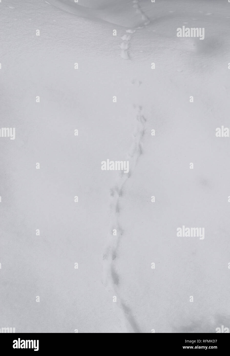 Traces of wild animals on the white snow in the winter in the forest ...