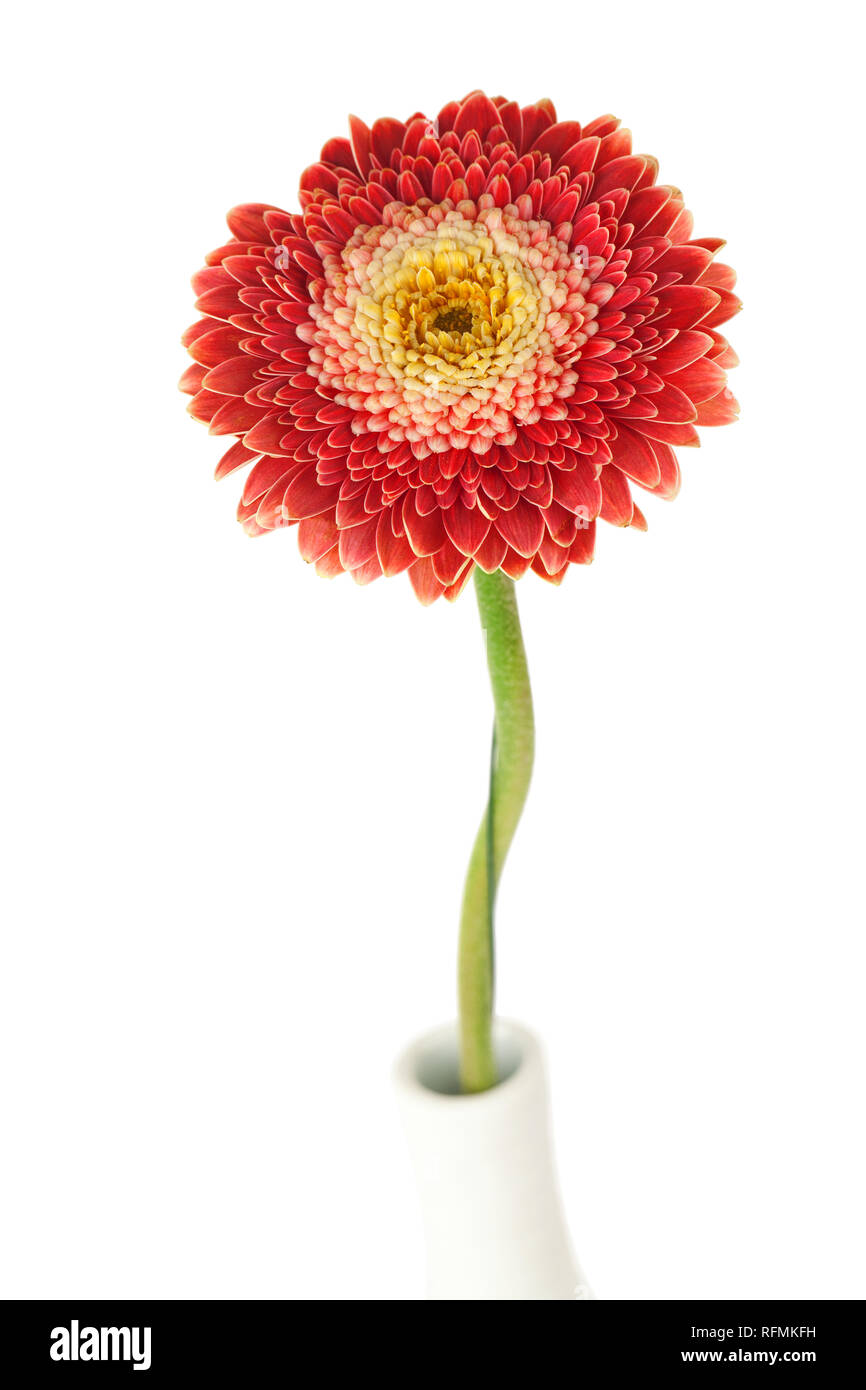 Red gerbera flower isolated on white Stock Photo - Alamy