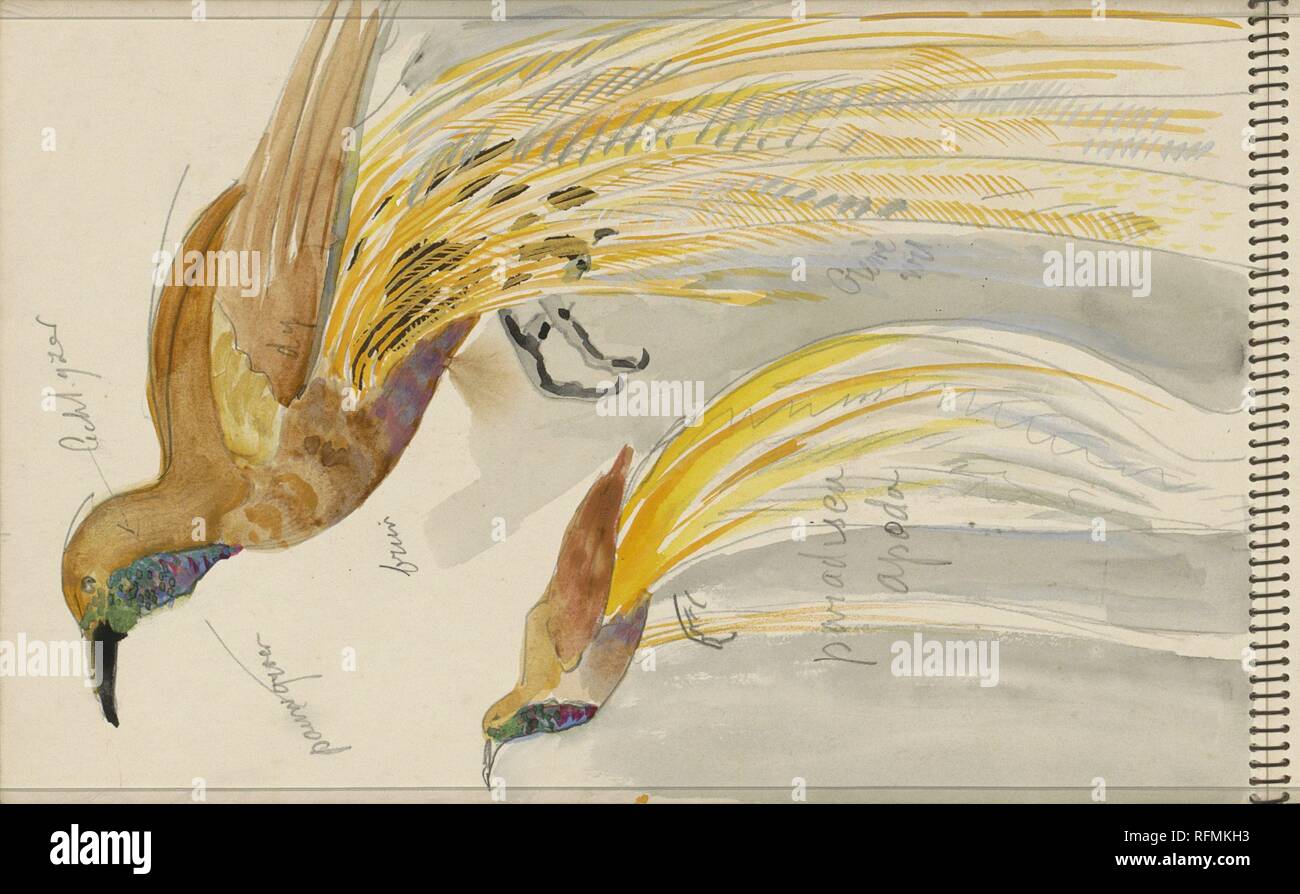 Great bird of paradise hi-res stock photography and images - Alamy