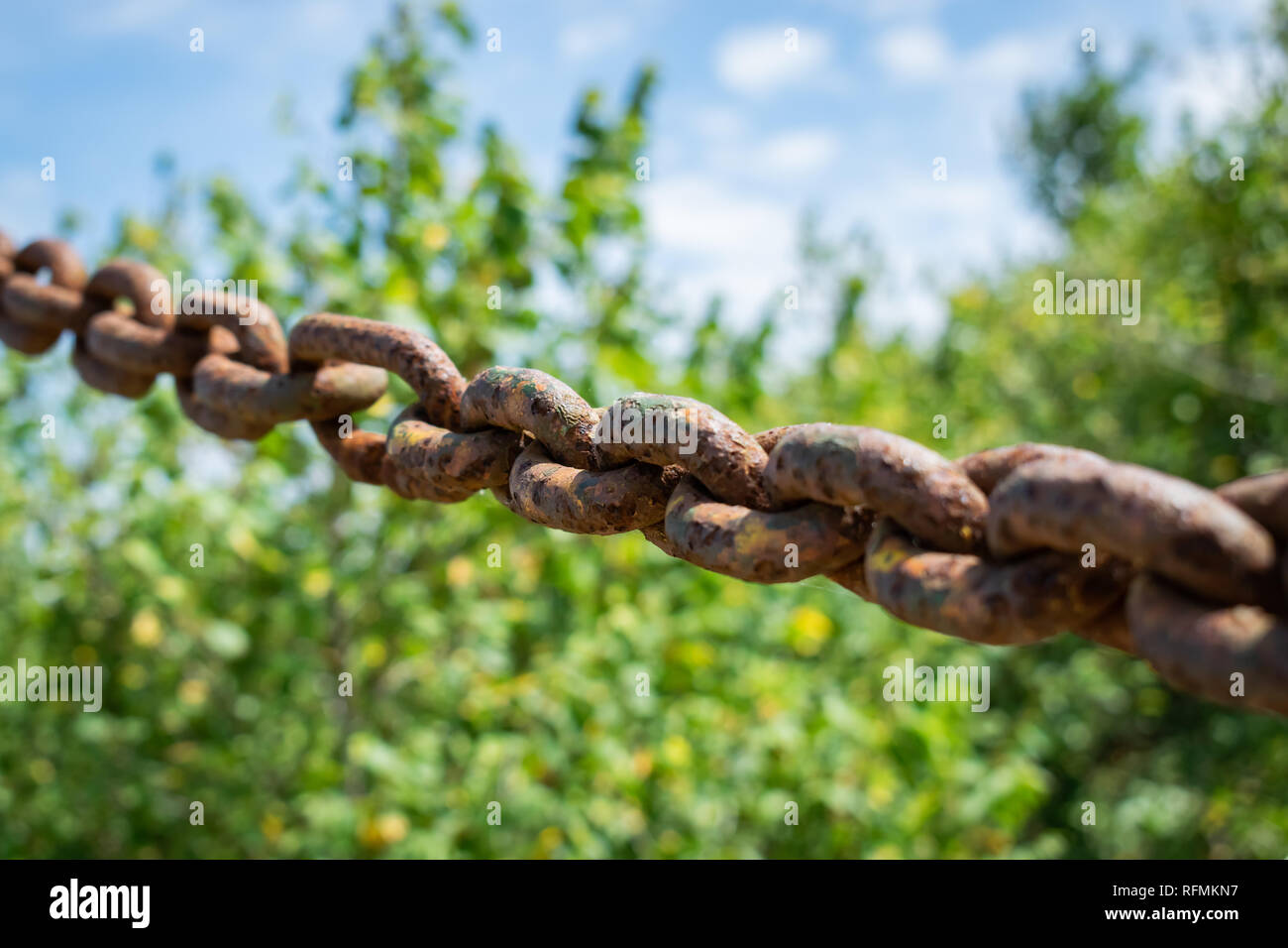 Close up of a rusty, thick steel chain on a blurry background of trees ...