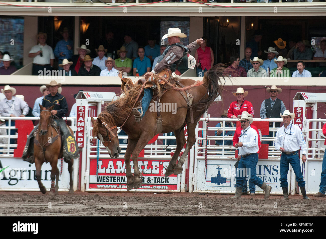 Saddle bronc race at Calgary Stampede, Calgary, Alberta, Canada Stock ...