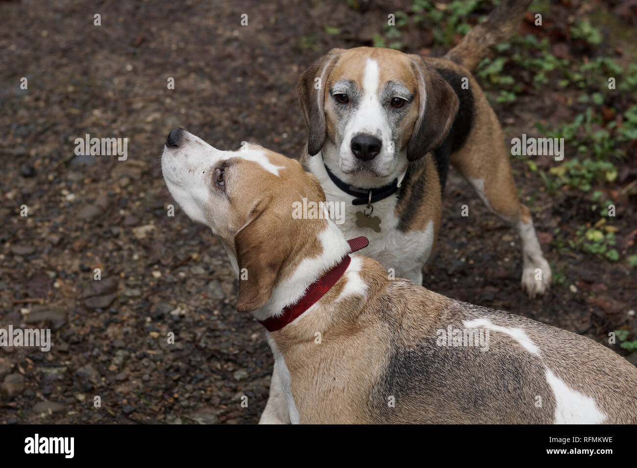 Beagles hi-res stock photography and images - Alamy