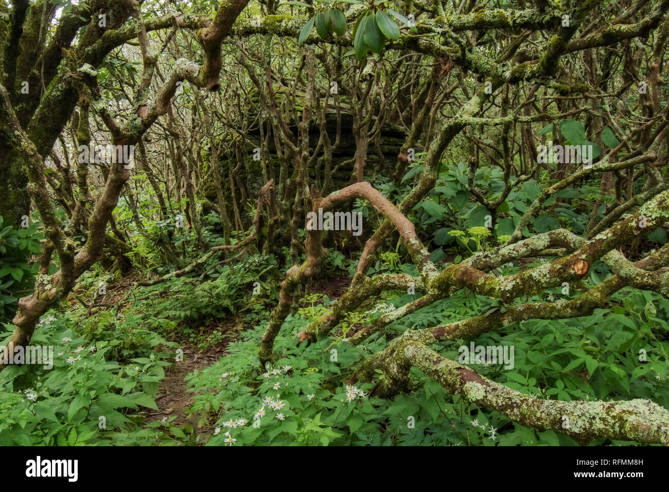 Twisted Trees in the Forest Stock Photo - Alamy