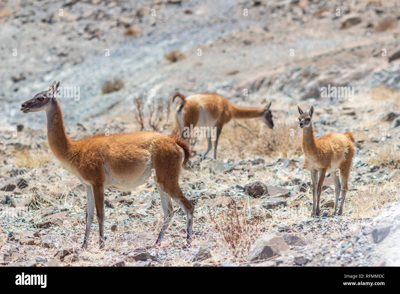 Lives in the desert hi-res stock photography and images - Alamy