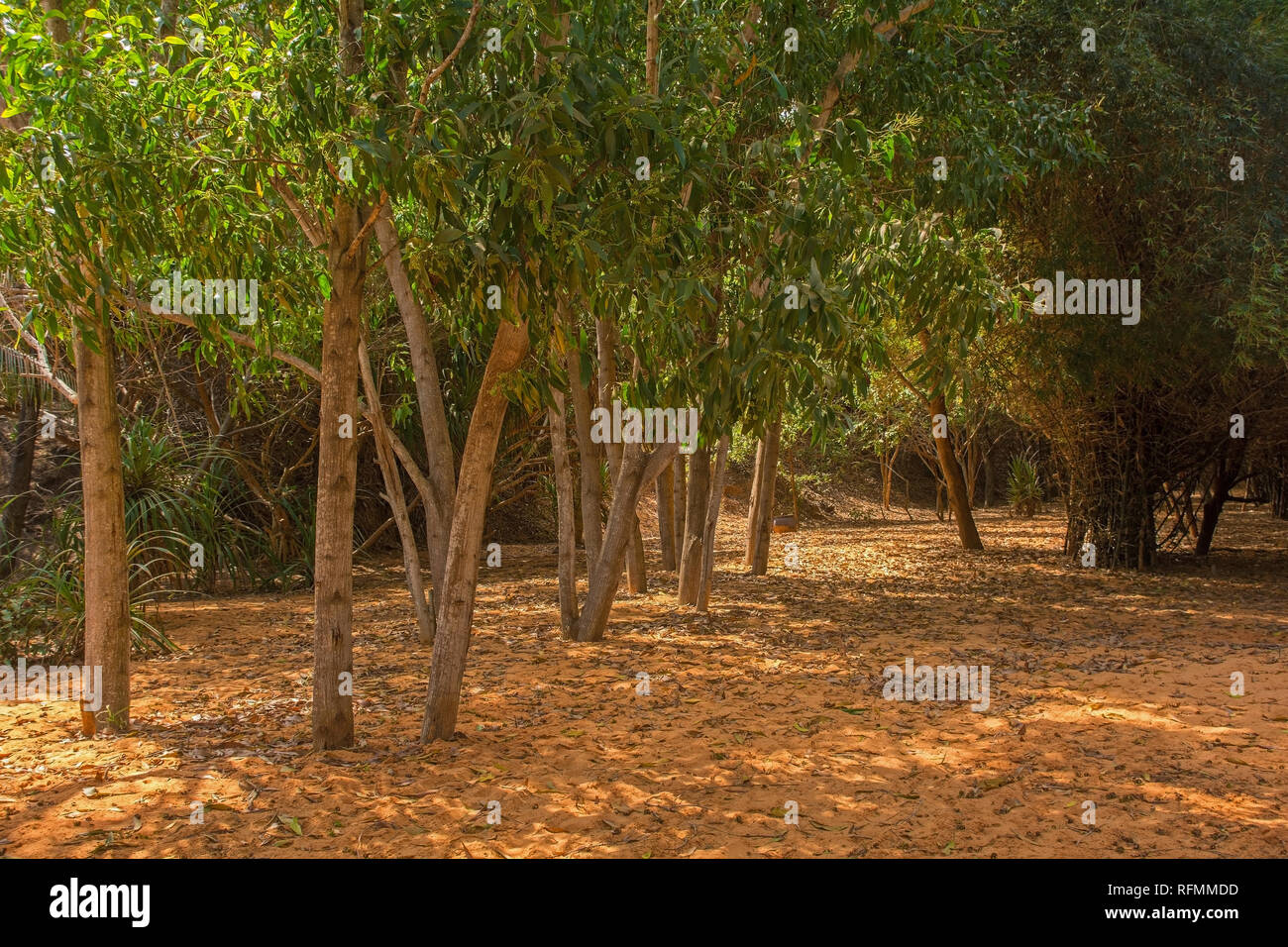 A shady tree area in the Bong Lai or Suoi Tre Red Canyons near Mui Ne ...