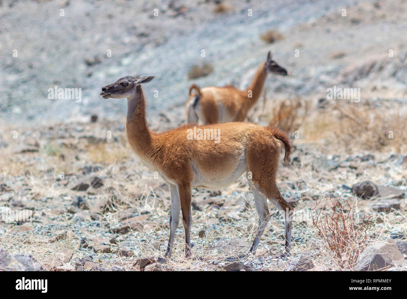 Lives in the desert hi-res stock photography and images - Alamy