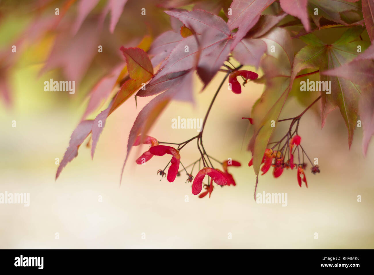 Red Acer Tree with it's helicopter seeds Stock Photo - Alamy