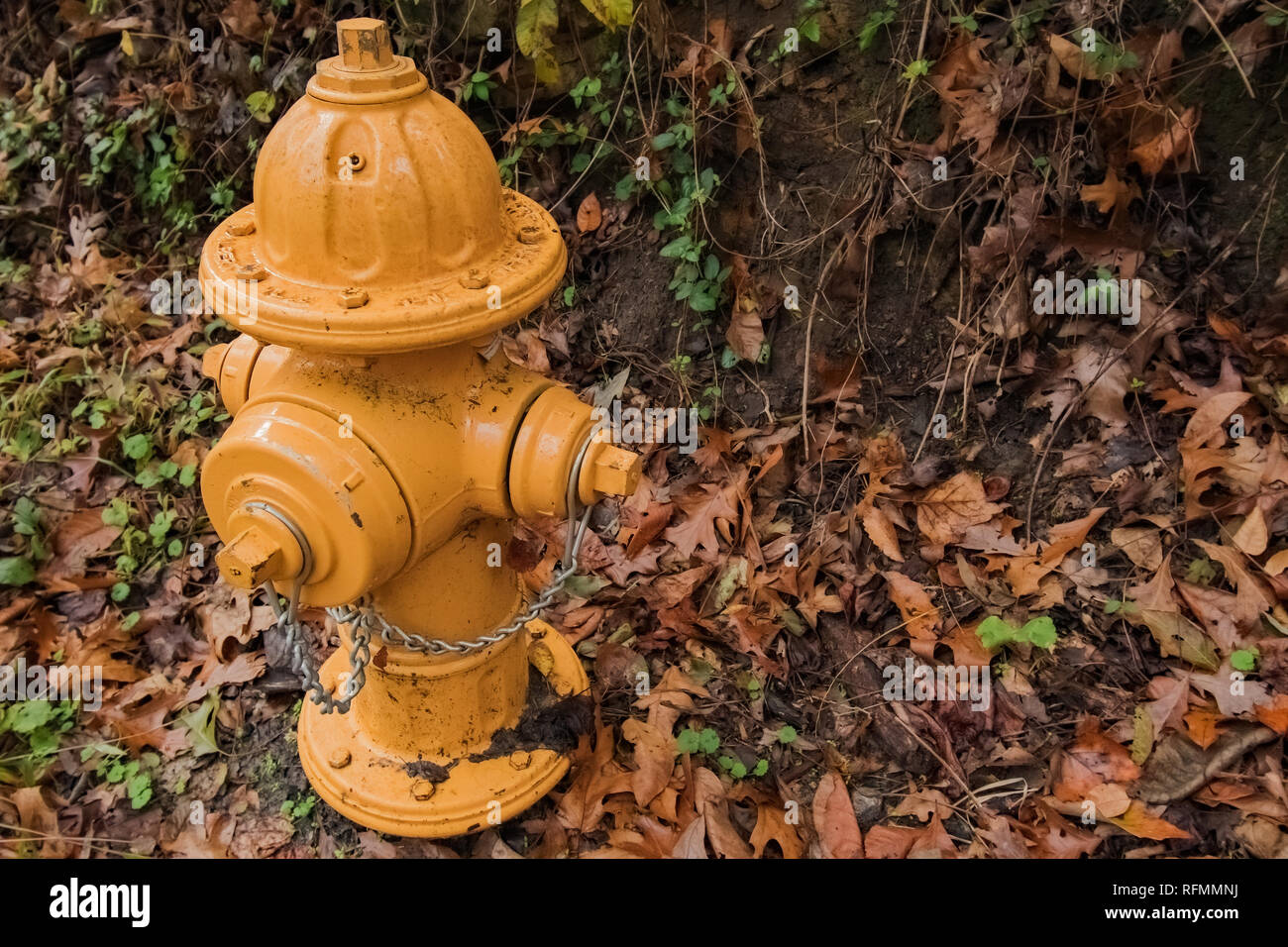 Yellow Fire Hydrant in Fall Stock Photo - Alamy